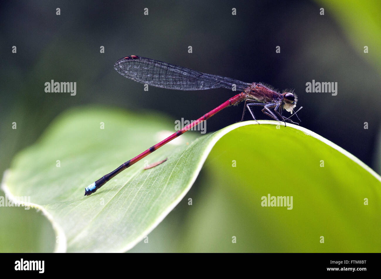 South america invertebrate hi-res stock photography and images - Alamy