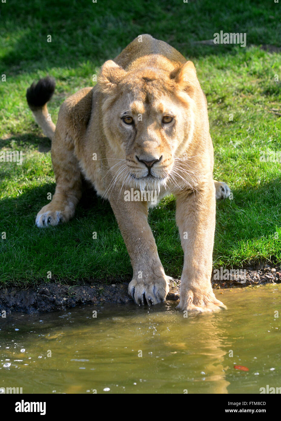 ZSL London Zoo’s new exhibit, Land of the Lions Stock Photo - Alamy
