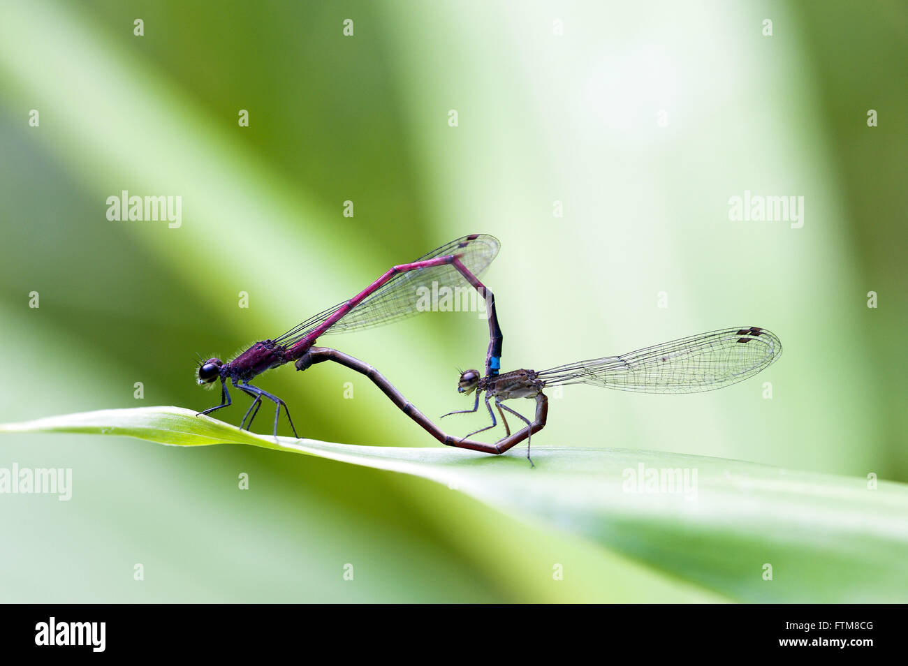Two dragonflies mating hi-res stock photography and images - Alamy