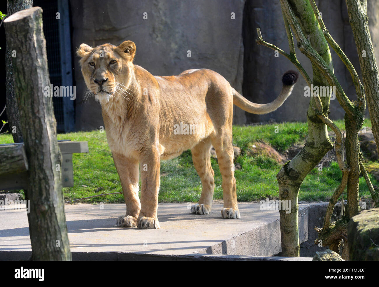 London zoo lion hi-res stock photography and images - Alamy