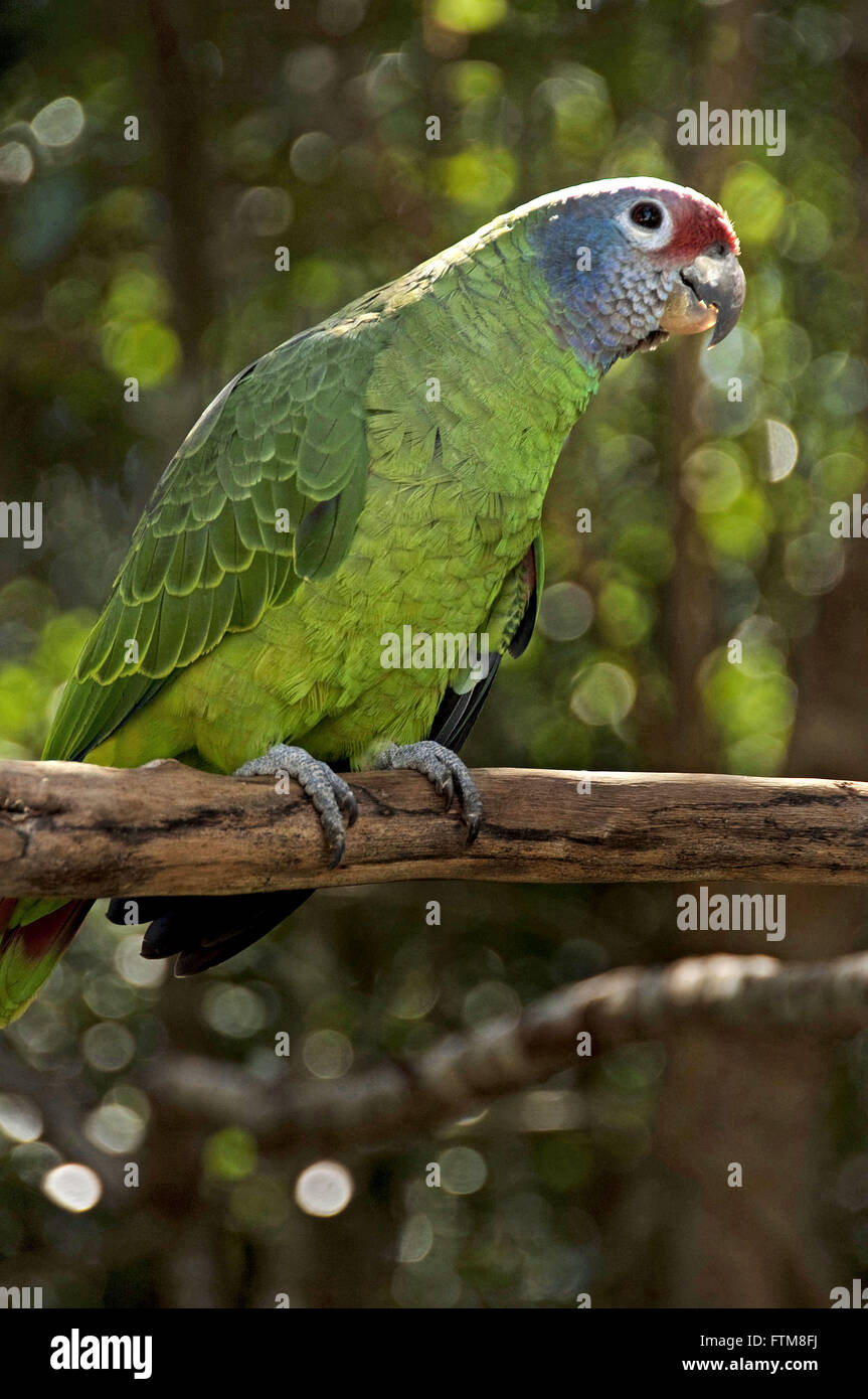 Purple Parrot Face popularly known as Chaua Parrot - Amazona ...