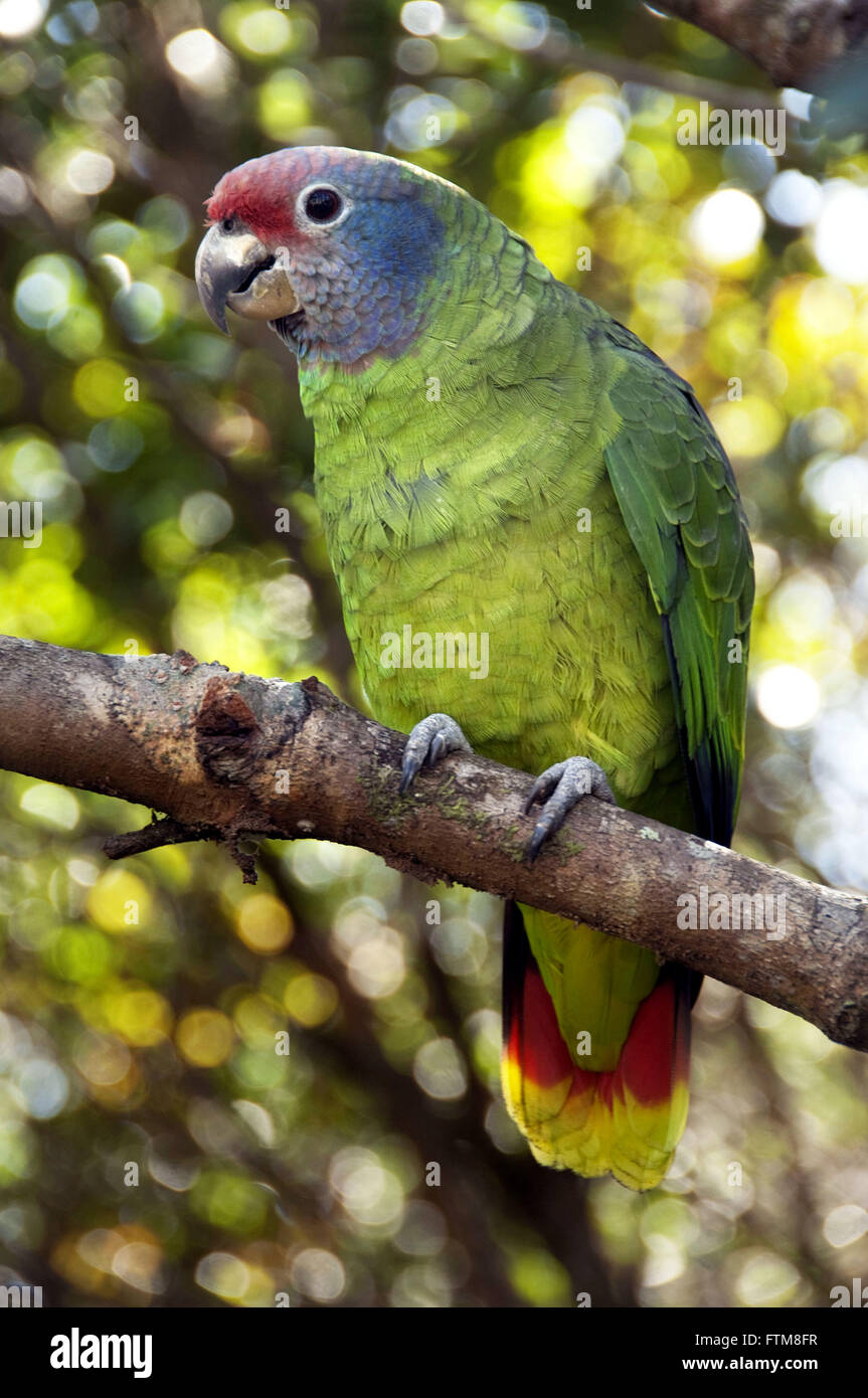 Purple Parrot Face popularly known as Chaua Parrot - Amazona ...