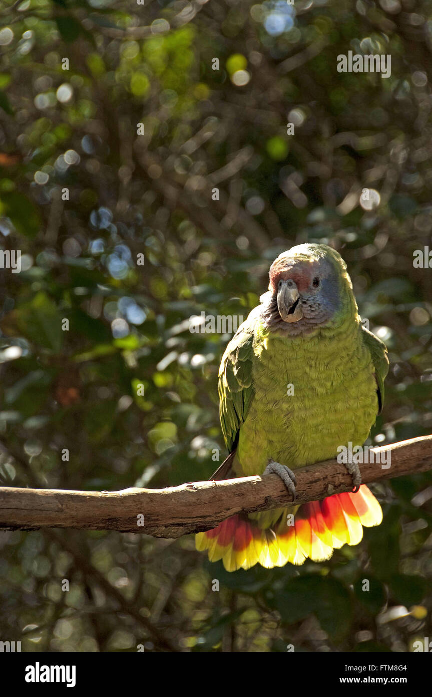 Purple Parrot Face popularly known as Chaua Parrot - Amazona ...