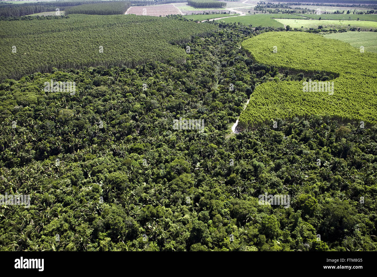 Forest of eucalyptus pulp and paper companies along the area of ...