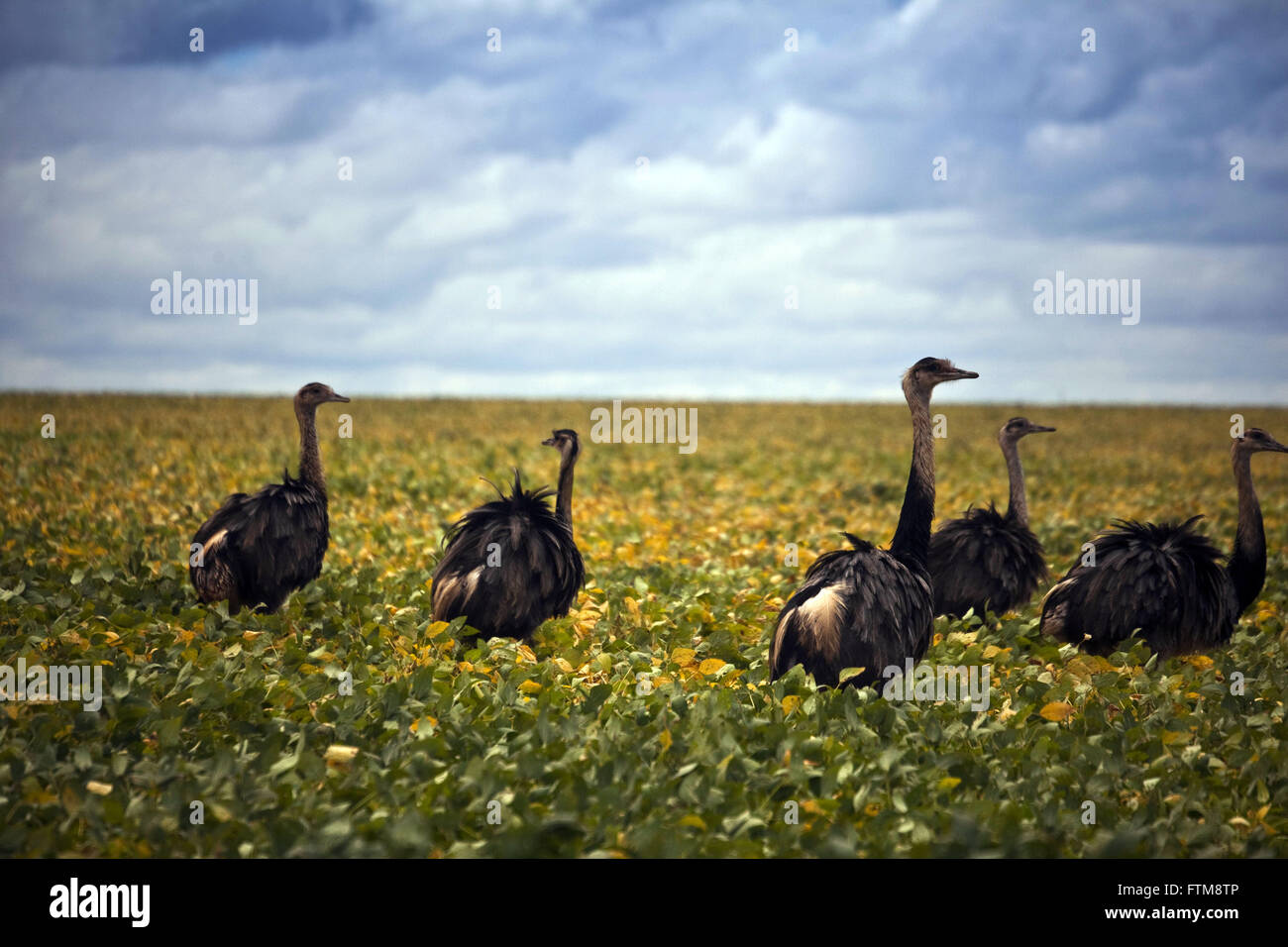 Flock of emus looking for insects in soybean plantation in the savannah ...