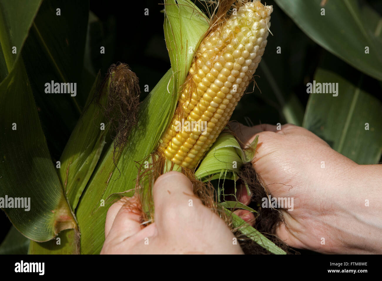 Corn on the Cob Stock Photo - Alamy