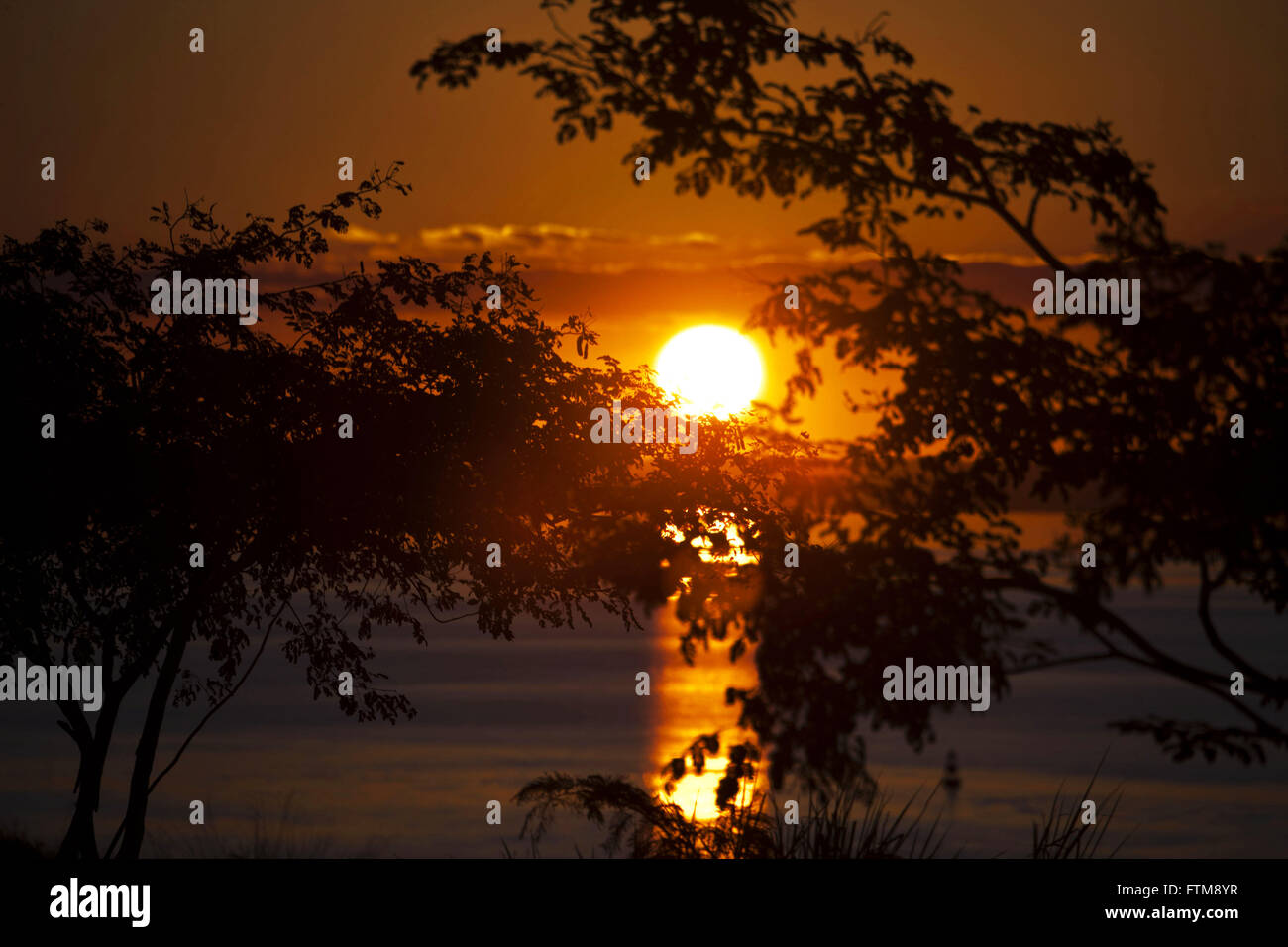 Banks of trees hi-res stock photography and images - Alamy