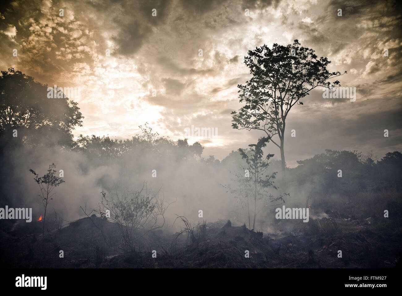 Burnt on the banks of the BR-242 highway in a rural area Stock Photo ...