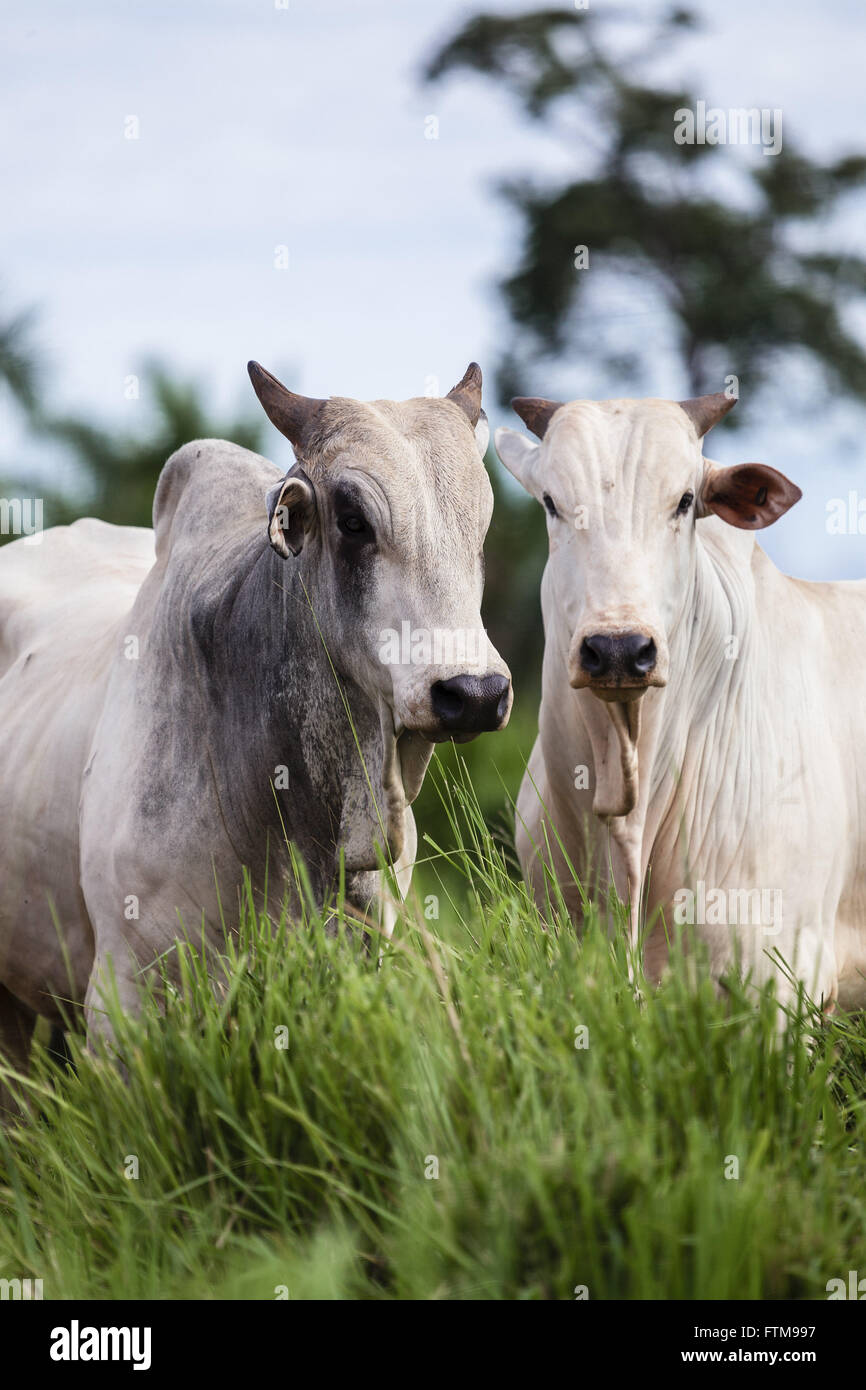 Rondonia brazil cattle hi-res stock photography and images - Alamy