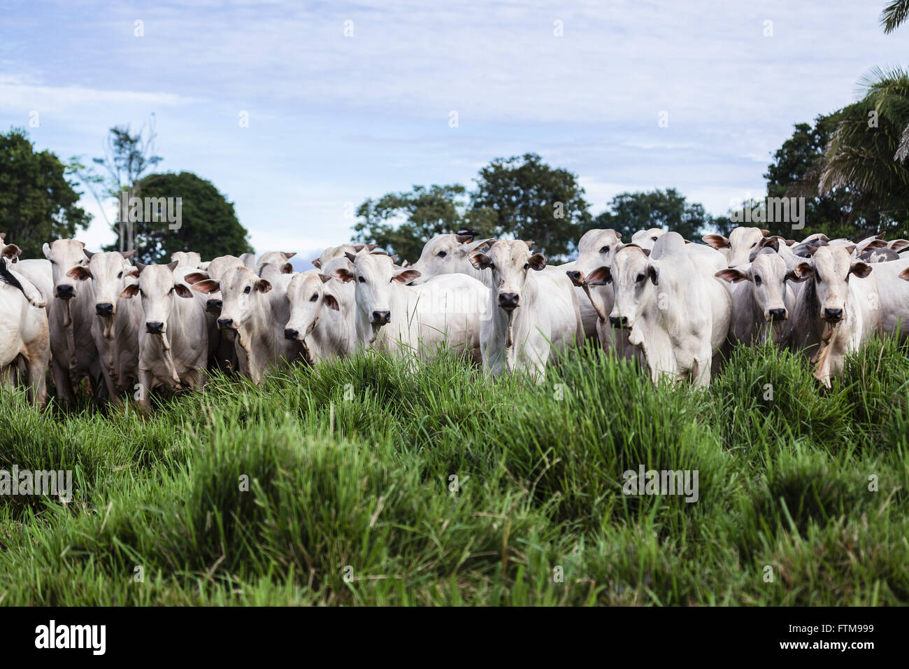 Rondonia brazil cattle hi-res stock photography and images - Alamy