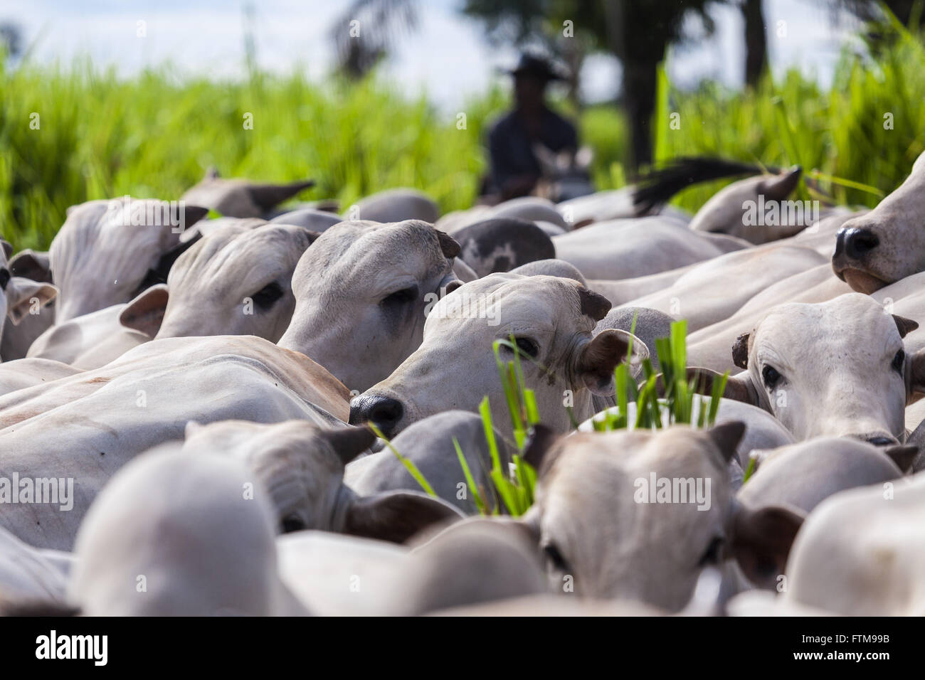 Cattle grazing in farm Stock Photo - Alamy