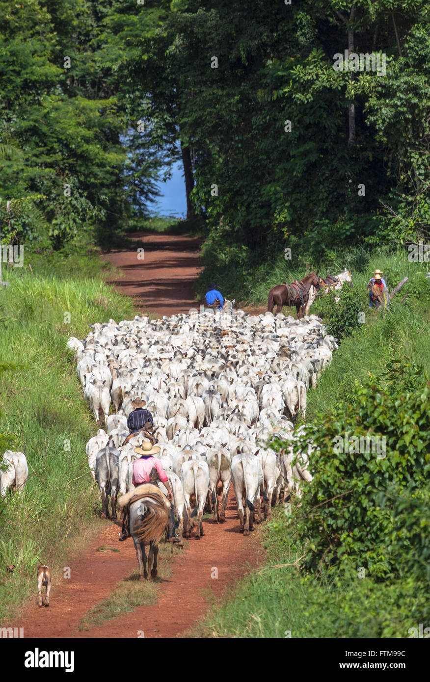 Driving cattle road hi-res stock photography and images - Alamy