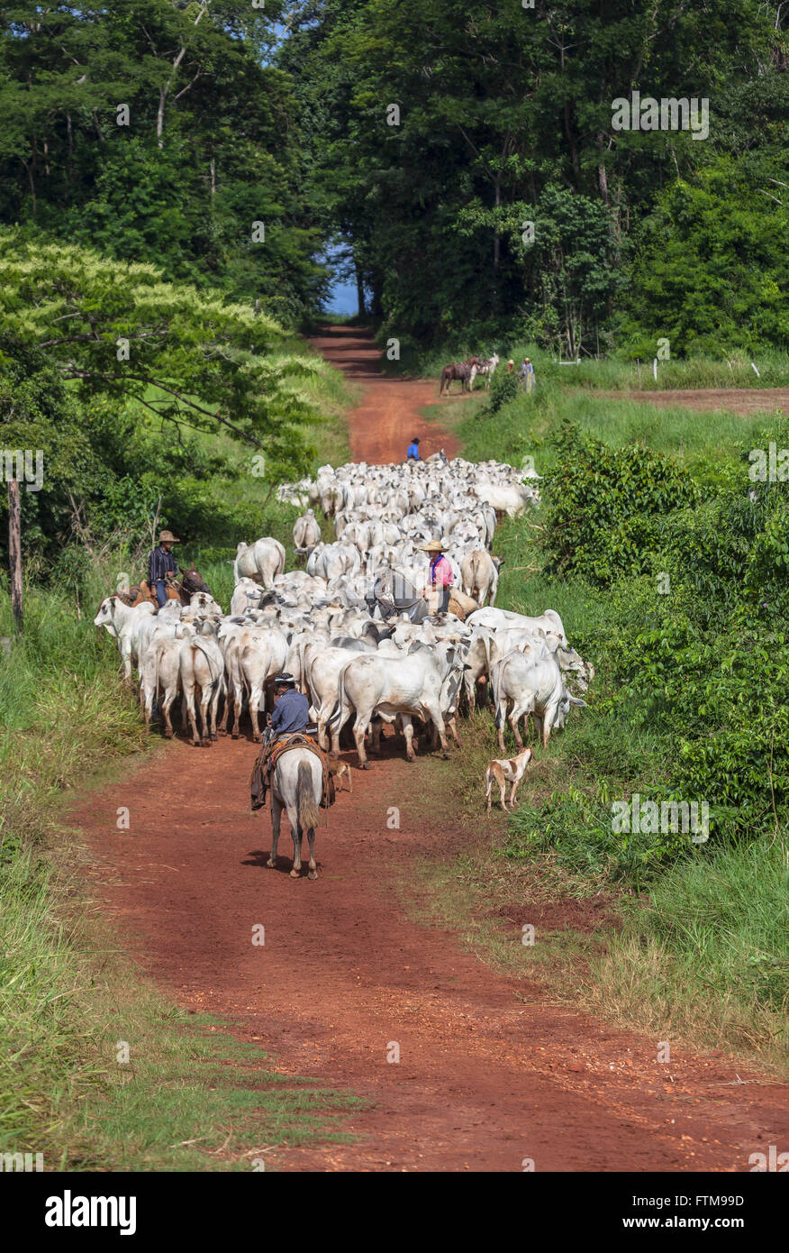 Cattle on road hi-res stock photography and images - Alamy