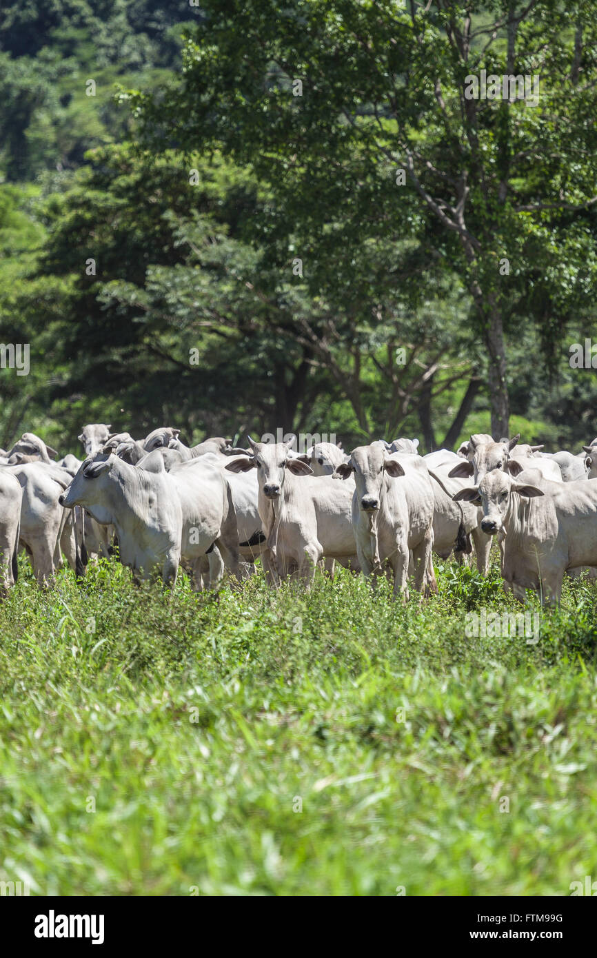 Cattle grazing in farm Stock Photo - Alamy