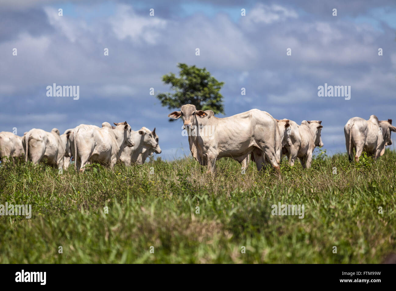Cattle grazing in farm Stock Photo - Alamy