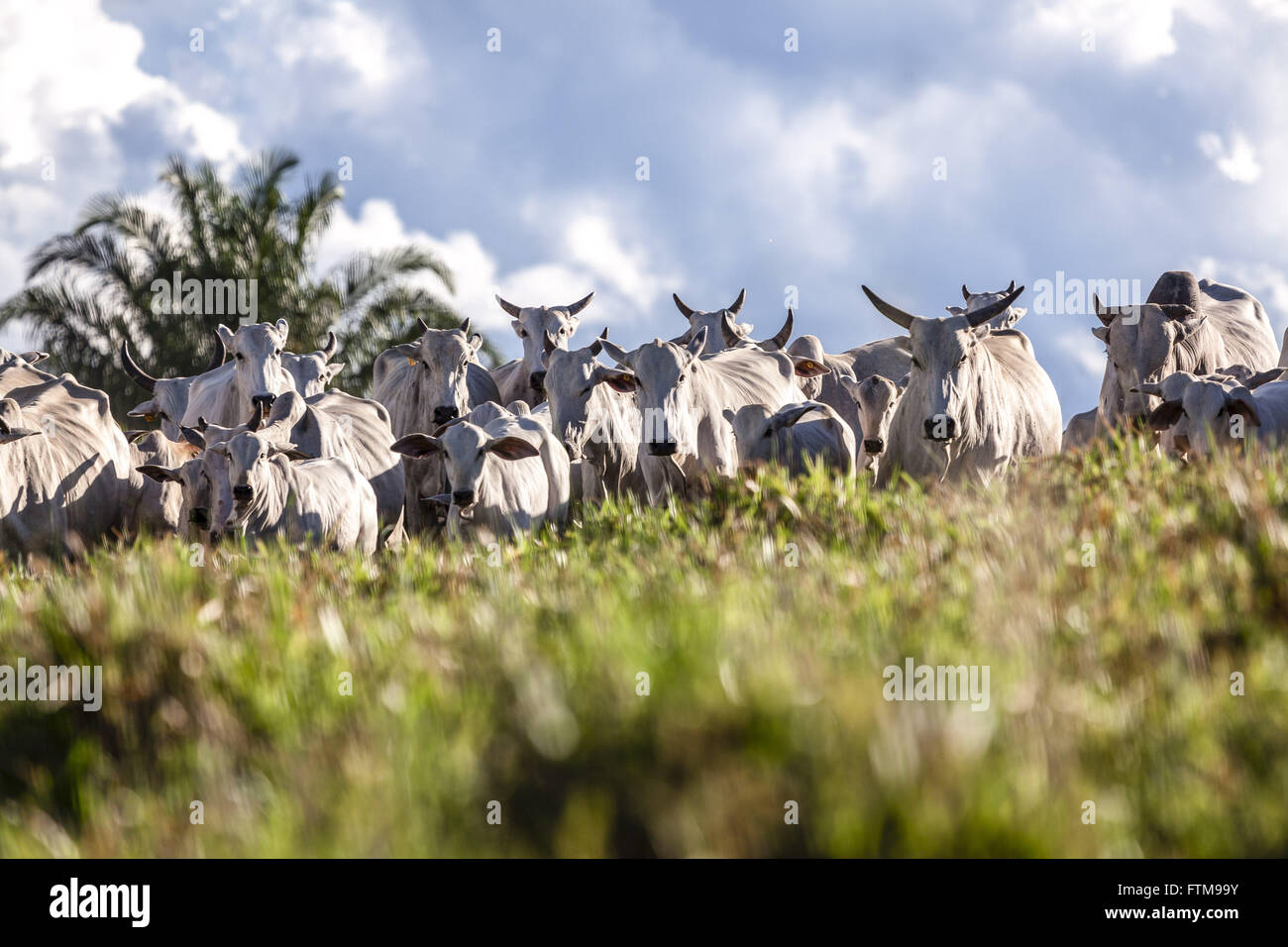 Cattle grazing in farm Stock Photo - Alamy