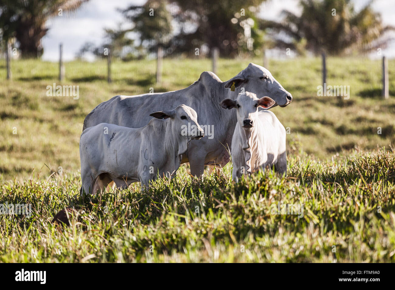 Cattle grazing in farm Stock Photo - Alamy