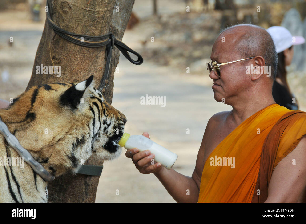 Monk giving bottle to the Tiger Temple Tigers in the town of Sai Yok in ...