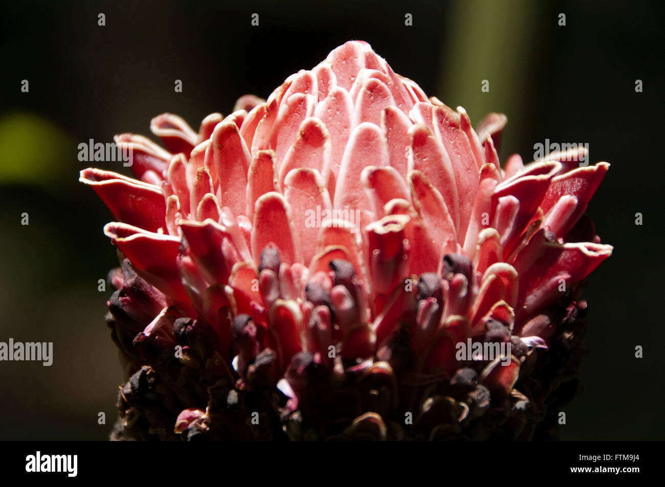 Flower Bat Emperor Botanical Garden in the city of Rio de Janeiro Stock ...