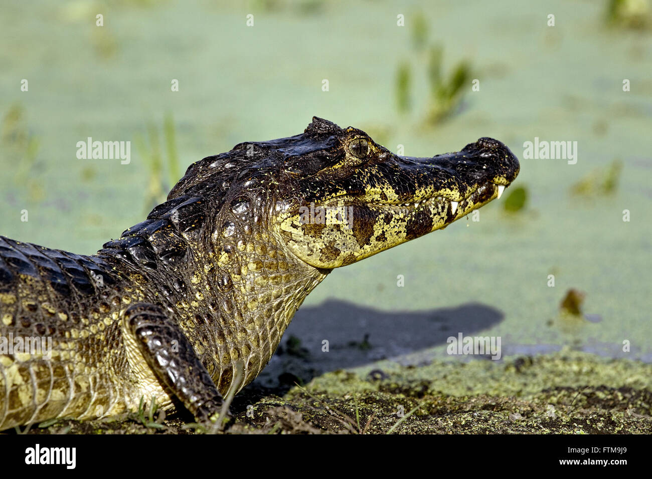 Alligator - Caiman crocodilus - the southern Pantanal Stock Photo - Alamy
