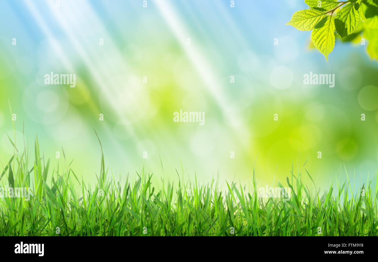 Abstract sunny spring background with grass and sunlight Stock Photo ...