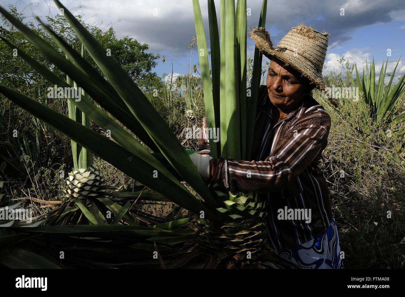 Sisal plantation hi-res stock photography and images - Alamy