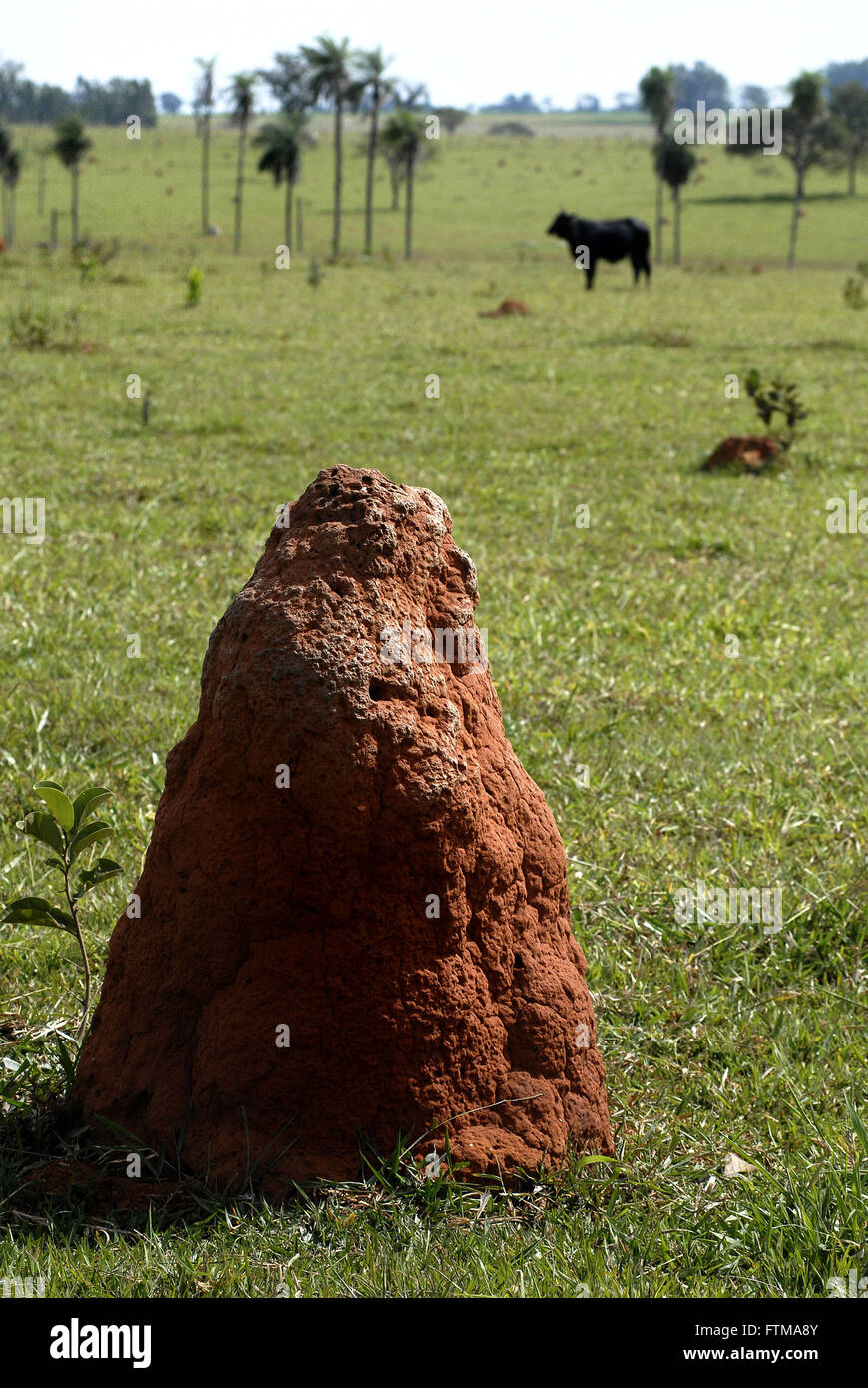 Termite mounds in pasture Stock Photo - Alamy