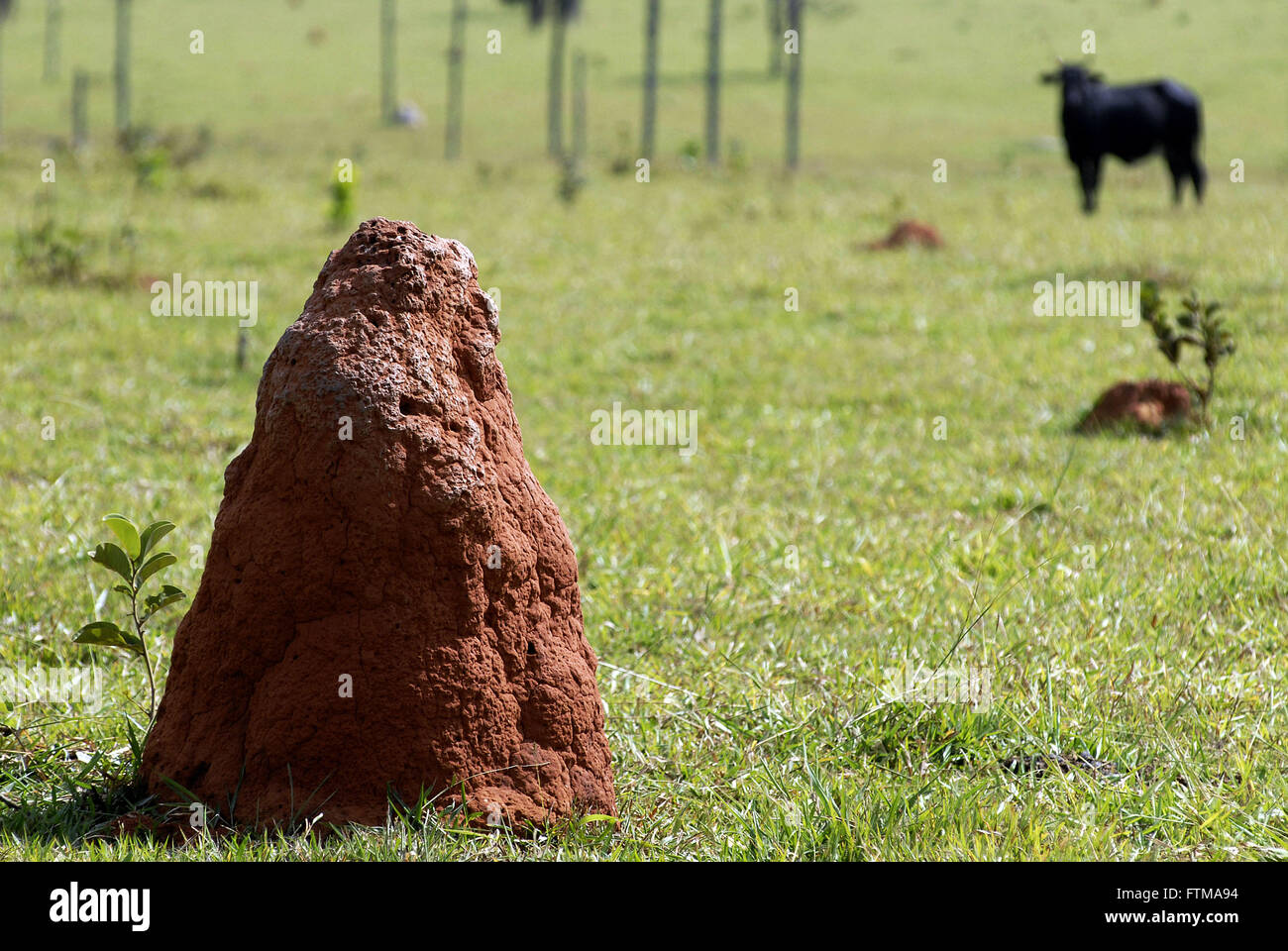 Termite mounds in pasture Stock Photo - Alamy