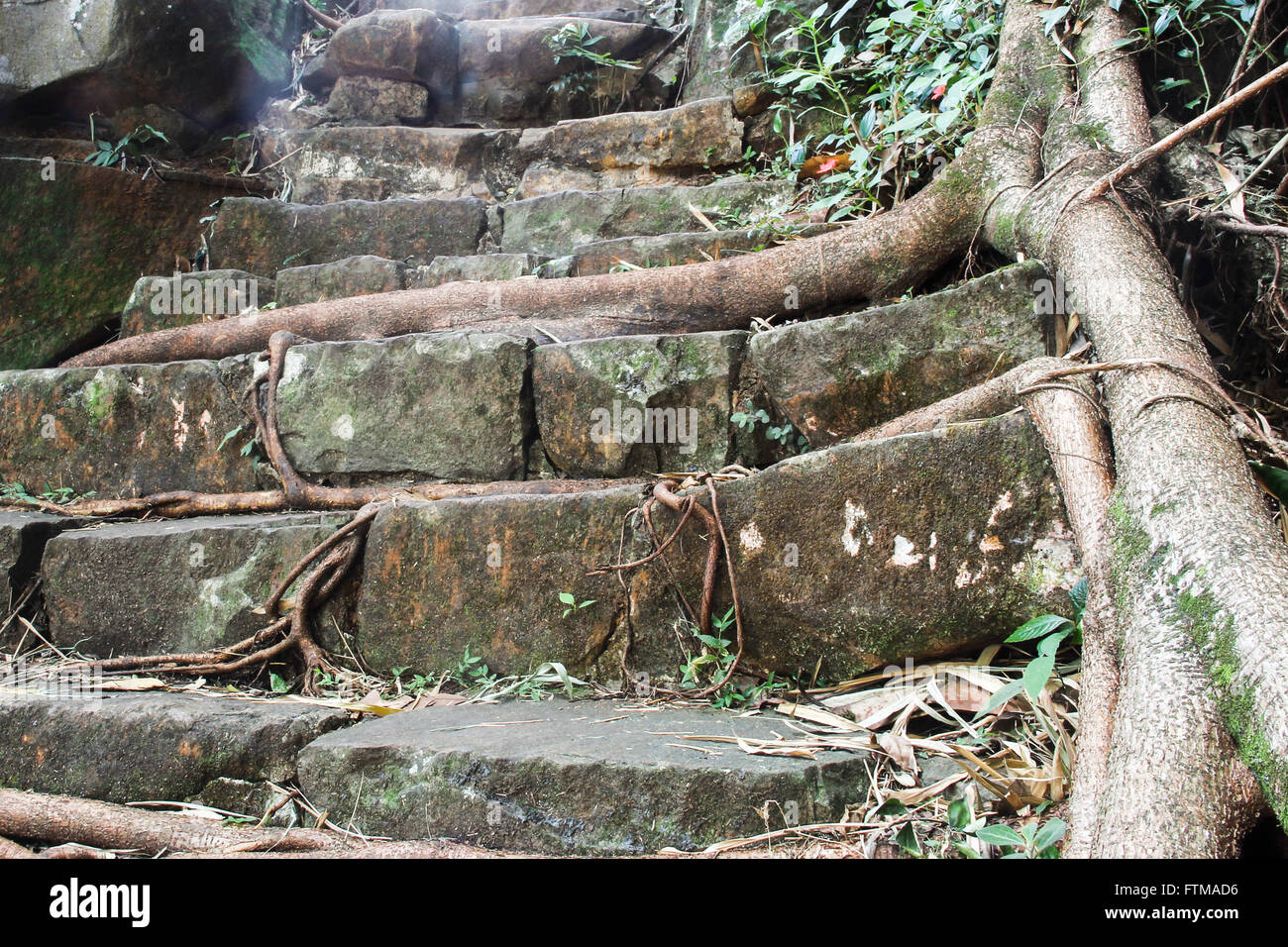 Tree root rock hi-res stock photography and images - Alamy
