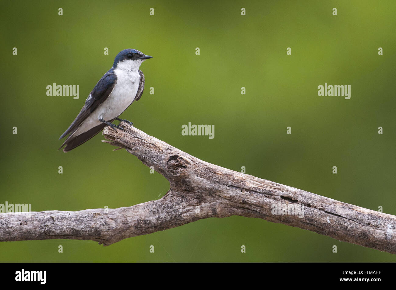 River Tern also known as Tern river in the Pantanal Stock Photo - Alamy