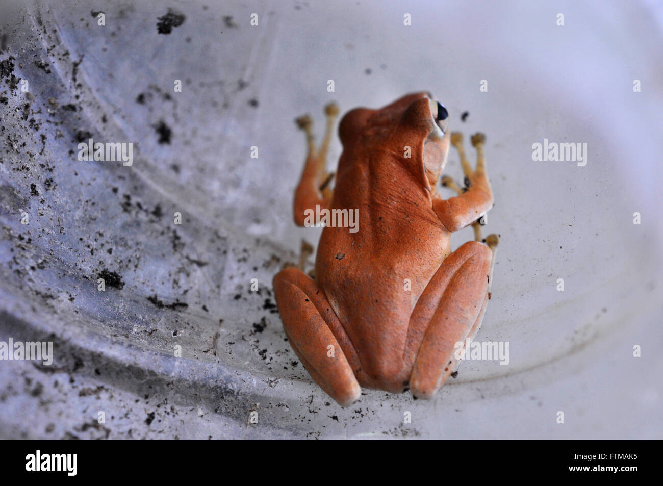 frog in bottle Stock Photo - Alamy