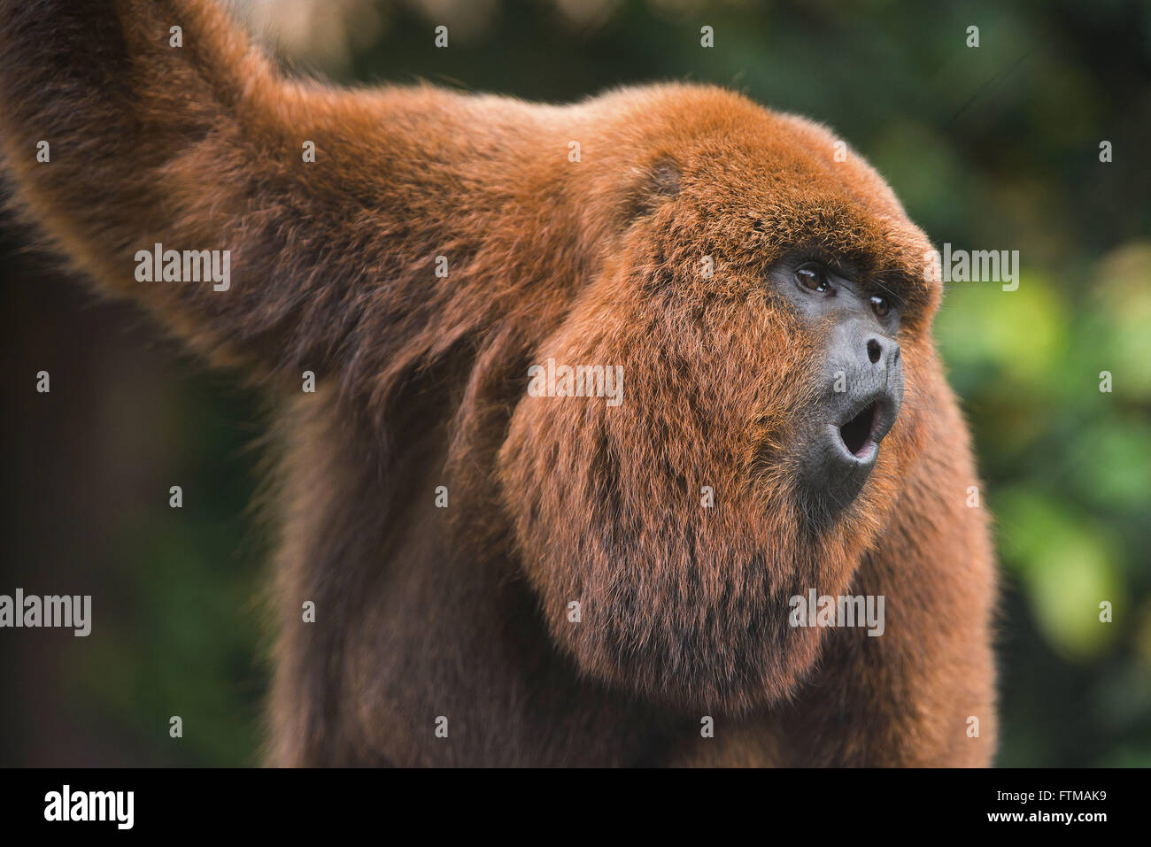 Red howler monkey mouth open hi-res stock photography and images - Alamy