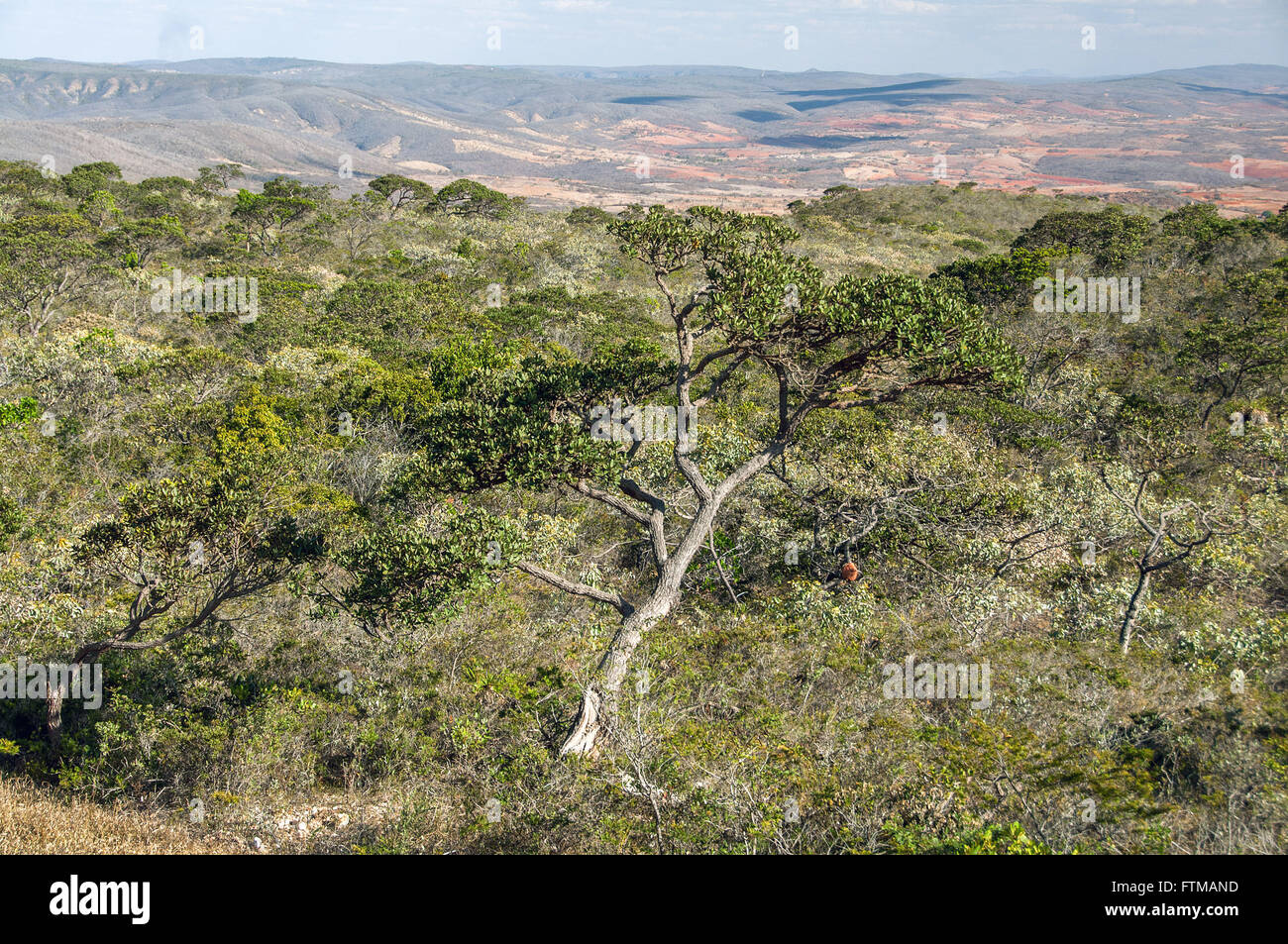 Caatinga brazil hi-res stock photography and images - Alamy