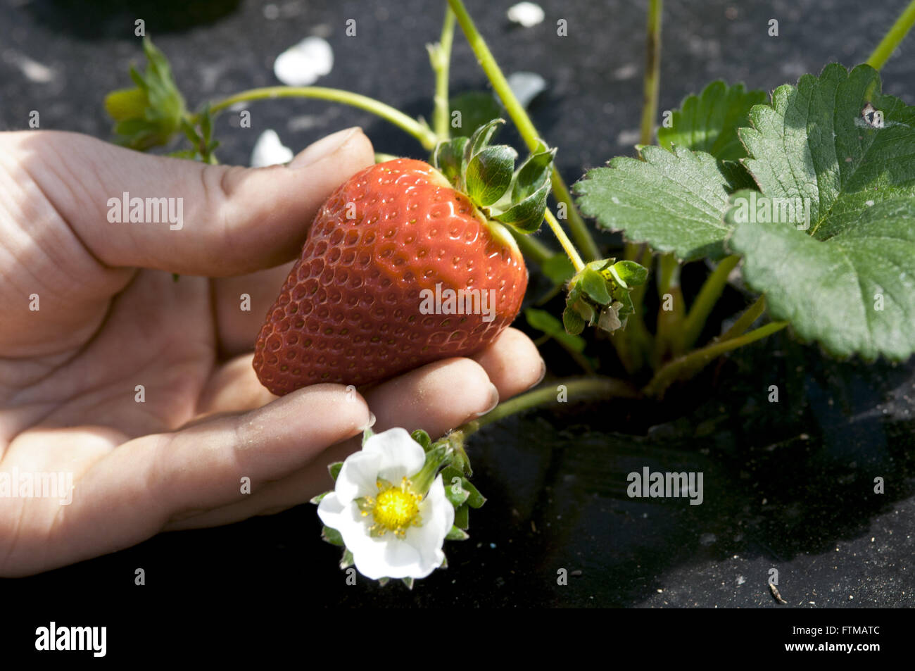 Strawberry crop planted in the greenhouse - organic farming Stock Photo ...