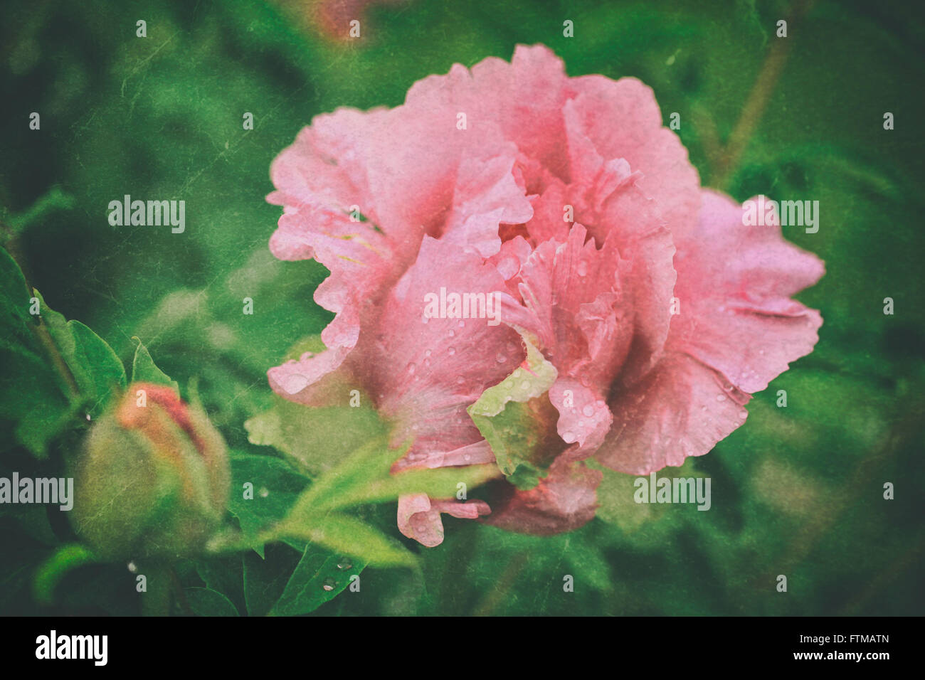 Retro style flowers hi-res stock photography and images - Alamy