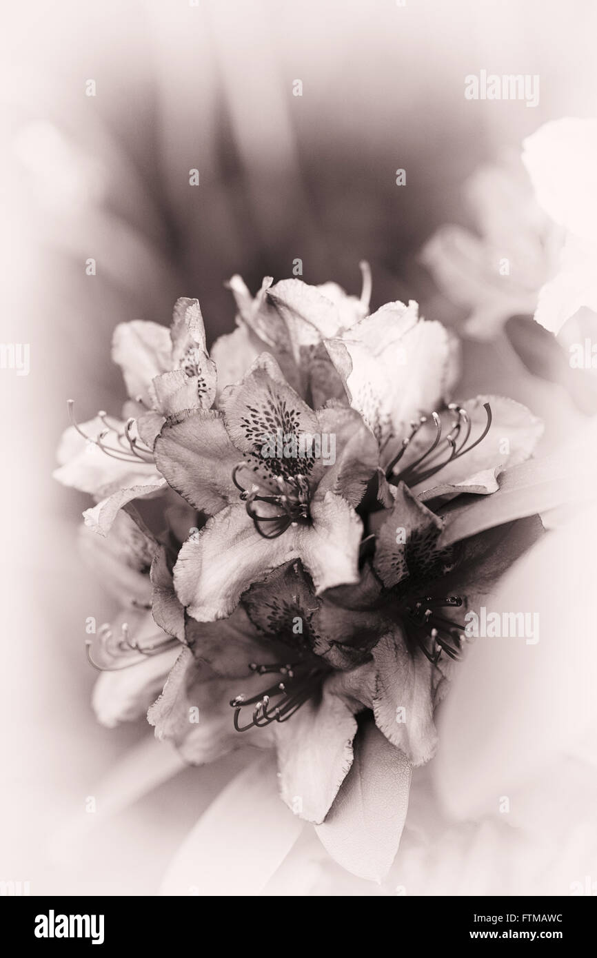 Vintage pastel hi-res stock photography and images - Alamy