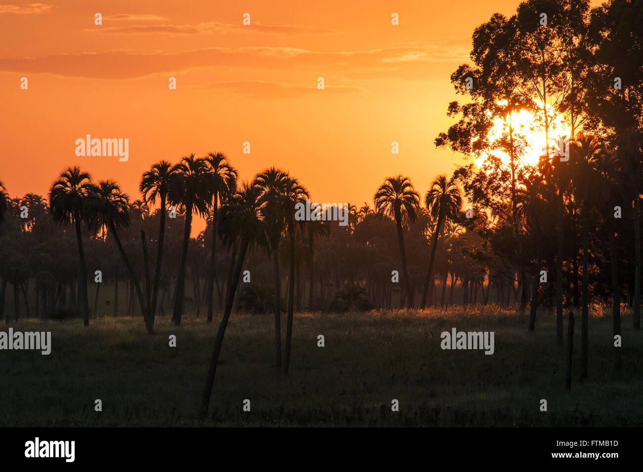 Butia palms yatay at dusk in rural inn Stock Photo - Alamy