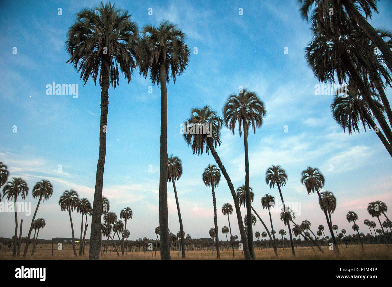 Yatay palm tree butia yatay hi-res stock photography and images - Alamy