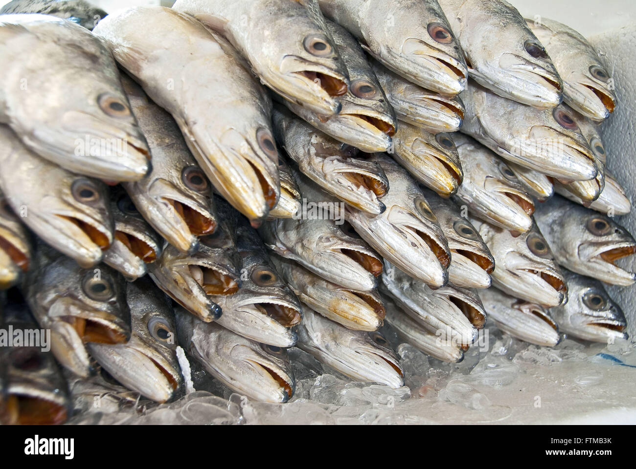Hake fish hi-res stock photography and images - Alamy