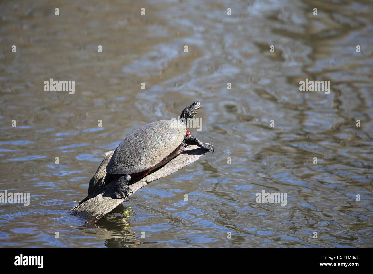 big turtle basking in the sun Stock Photo - Alamy
