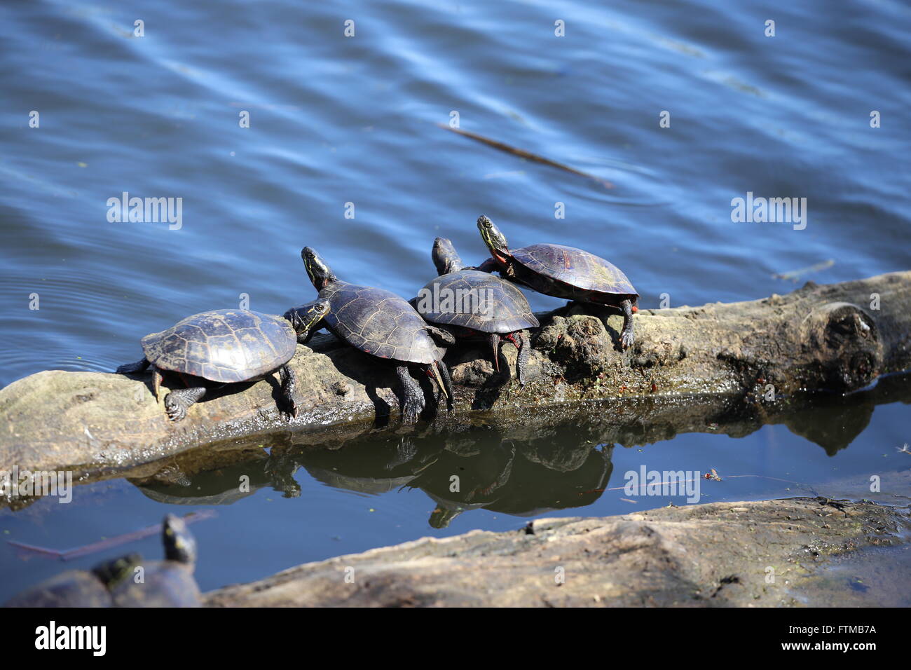 turtles basking in the sun Stock Photo - Alamy