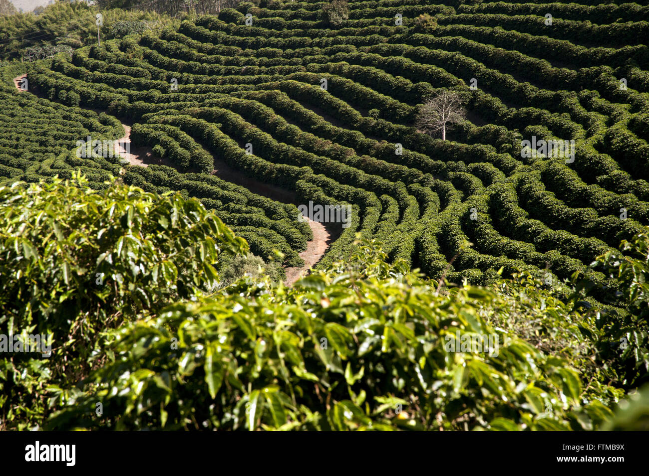 Coffee plantation in the rural municipality of Cape Verde - south of ...