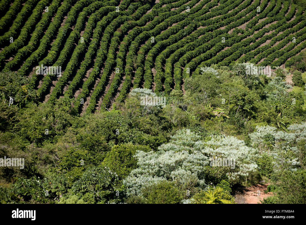 Coffee plantation in the rural municipality of Cape Verde - south of ...