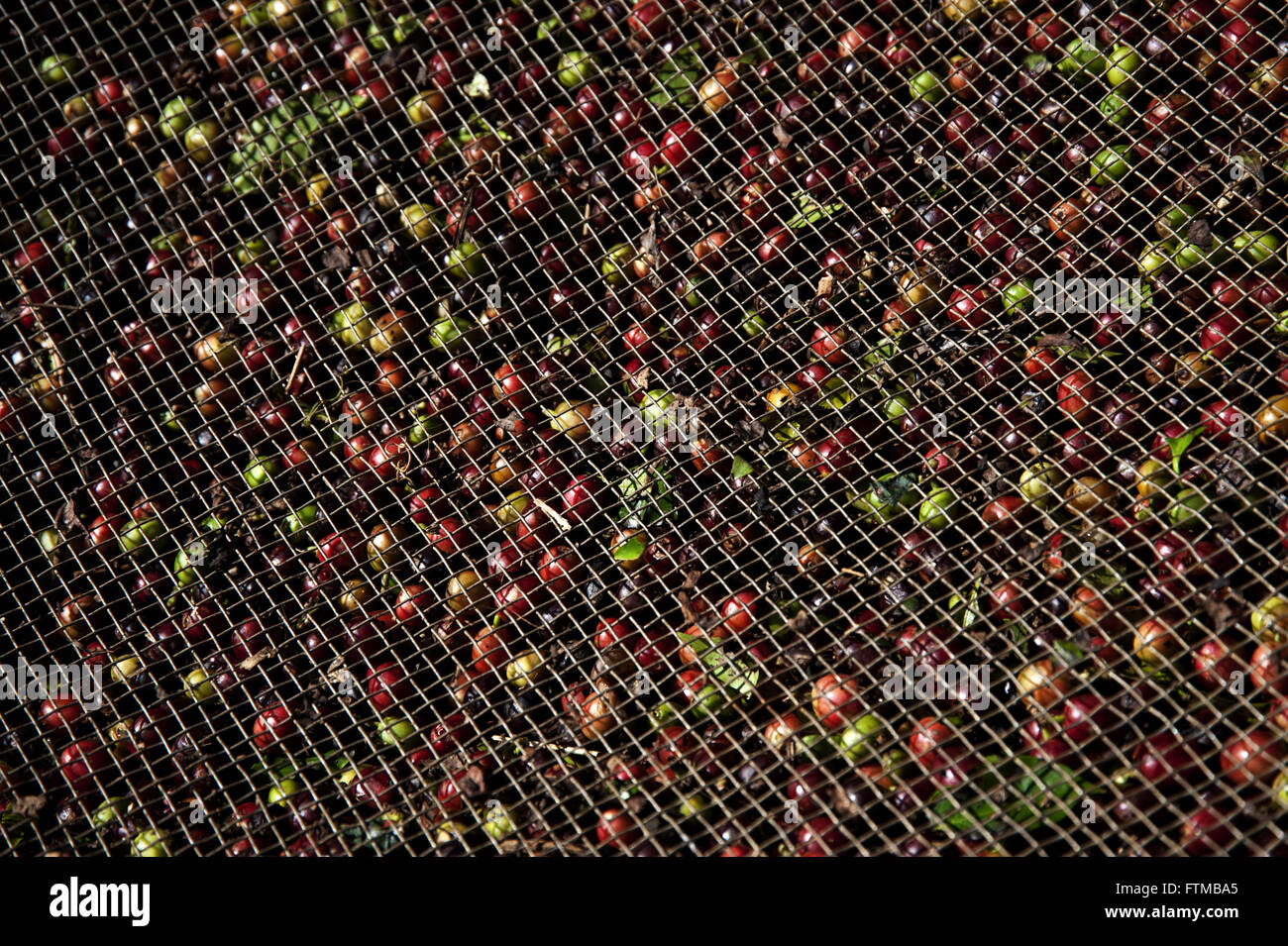 Metallic screen and newly harvested coffee beans in the countryside ...