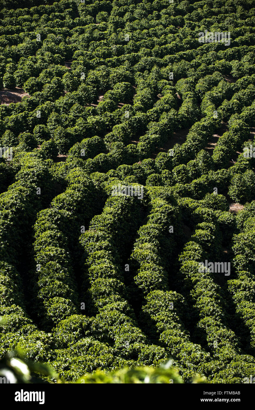 Coffee plantation in the rural municipality of Cape Verde - south of ...