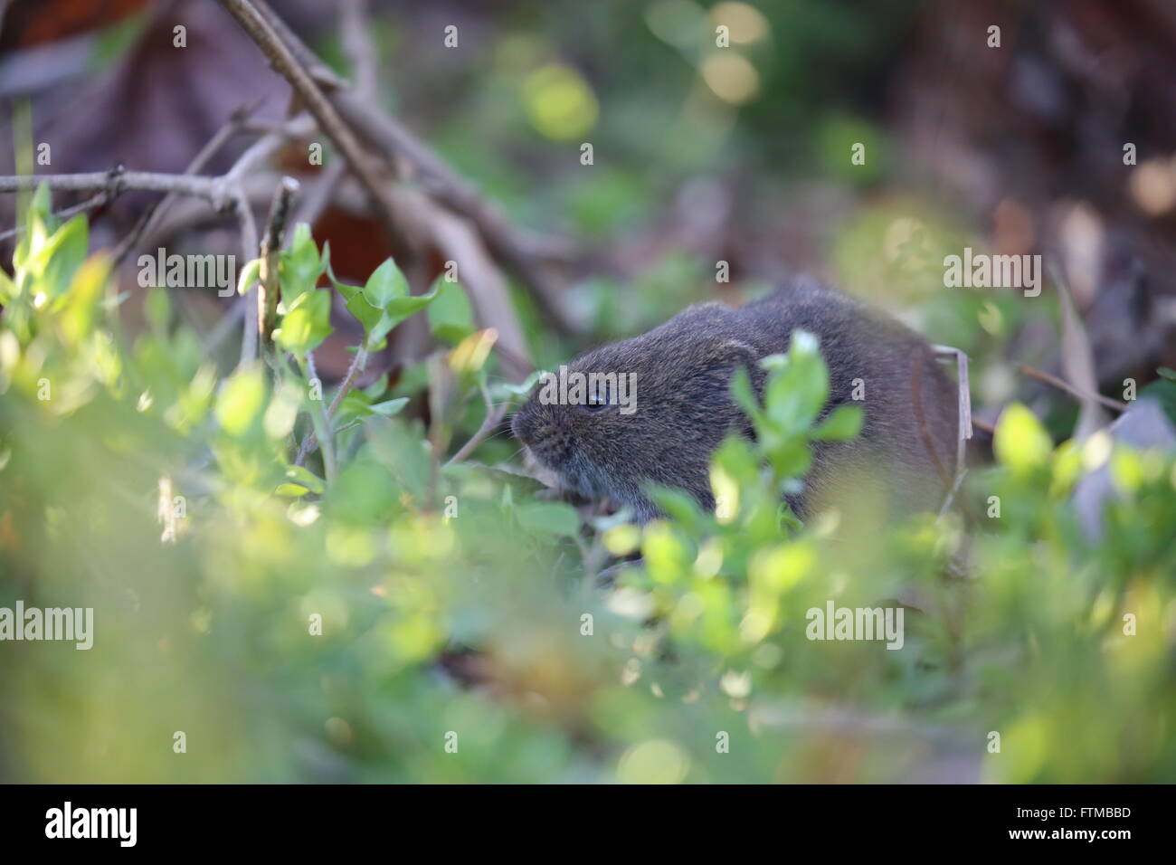 cute field mouse in the grass Stock Photo - Alamy