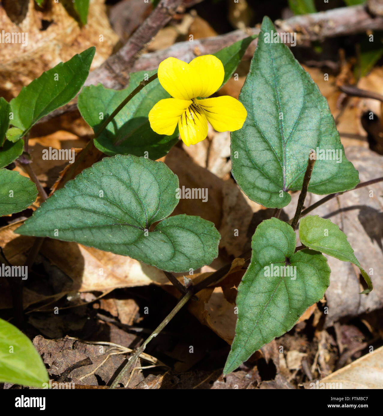Halberd leaf violet hi-res stock photography and images - Alamy