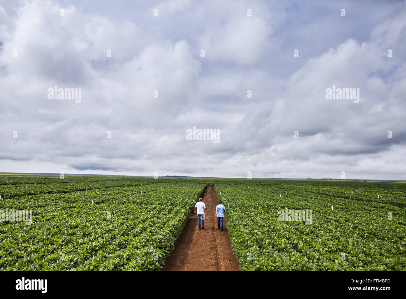 Soy plantation in the countryside Stock Photo - Alamy