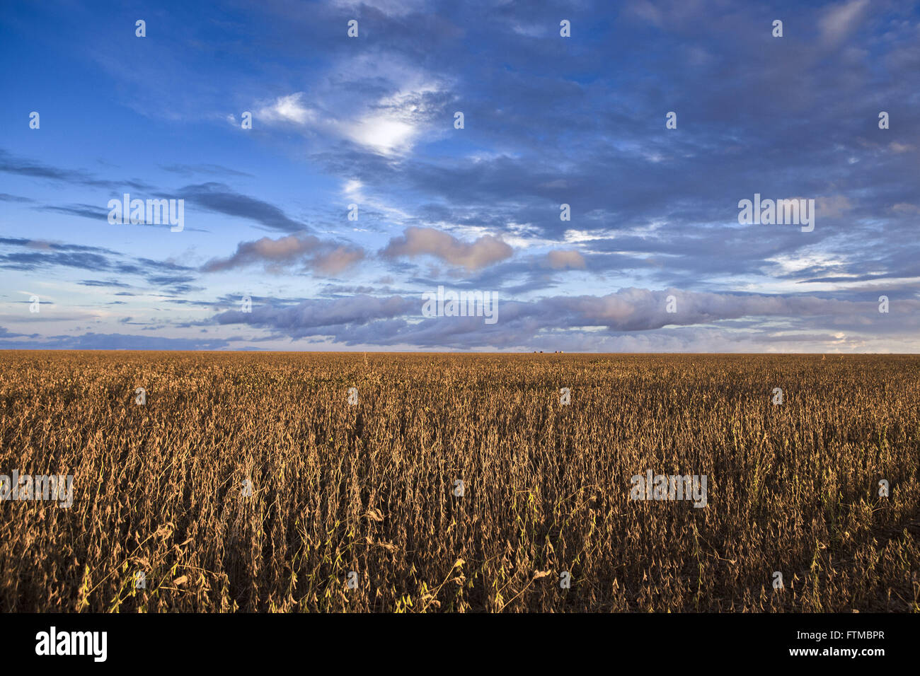Soy plantation in the countryside at dusk Stock Photo - Alamy