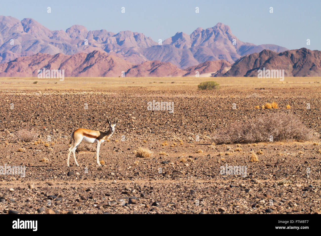 Beautiful view springboks in hi-res stock photography and images - Alamy